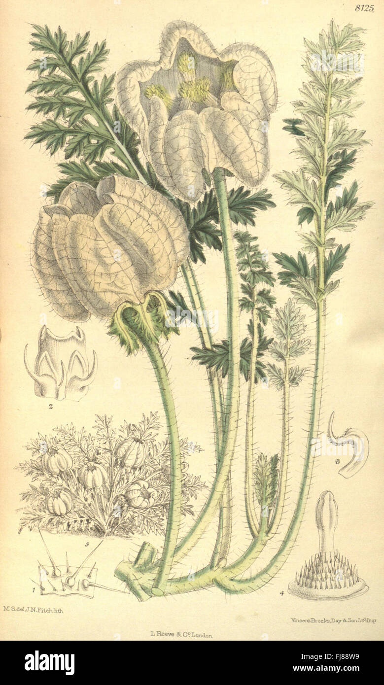 A detailed botanical periodical from Curtis's magazine featuring plant ...