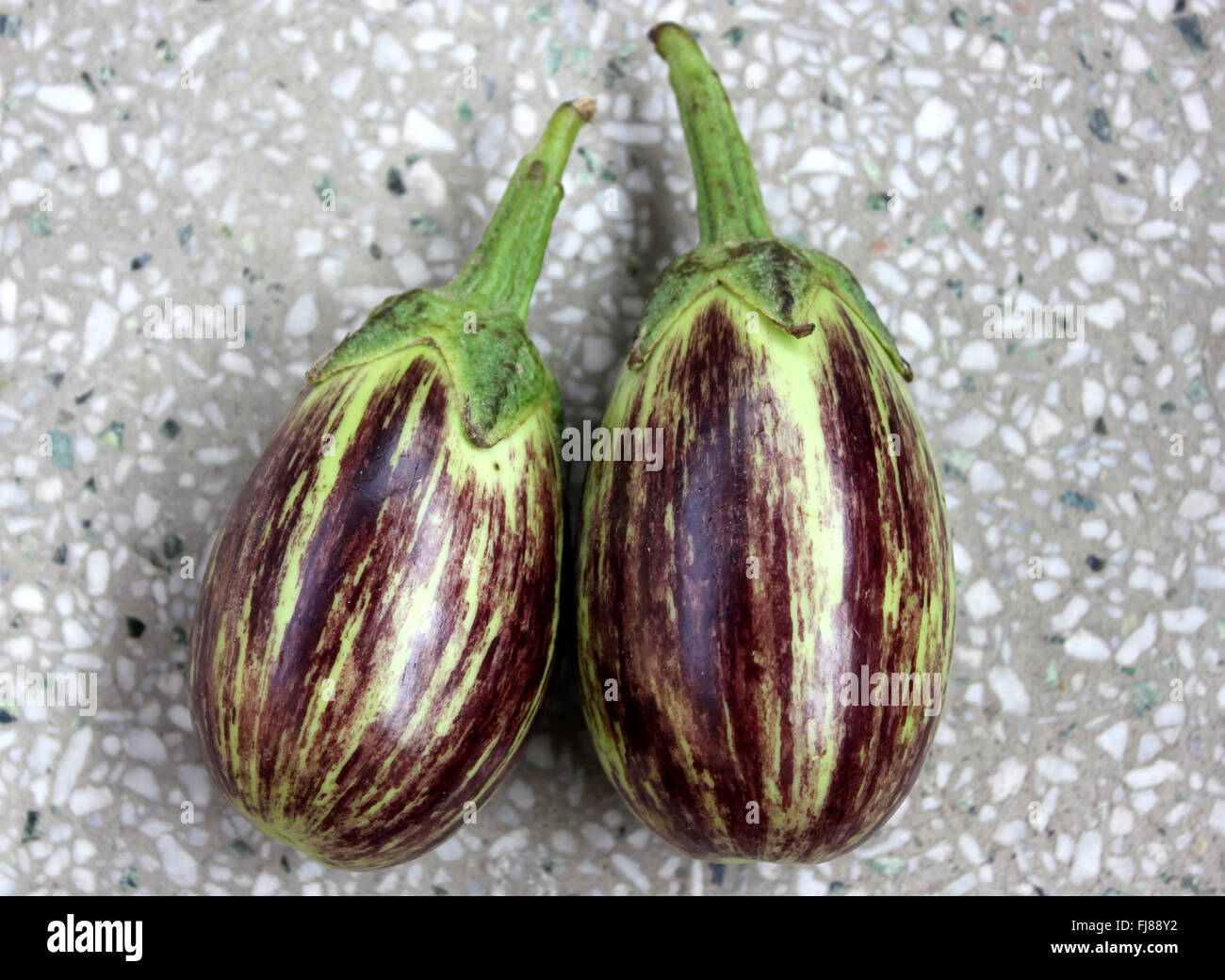 Variegated purple Brinjal, Solanum melongena, hybrid cultivar with ...