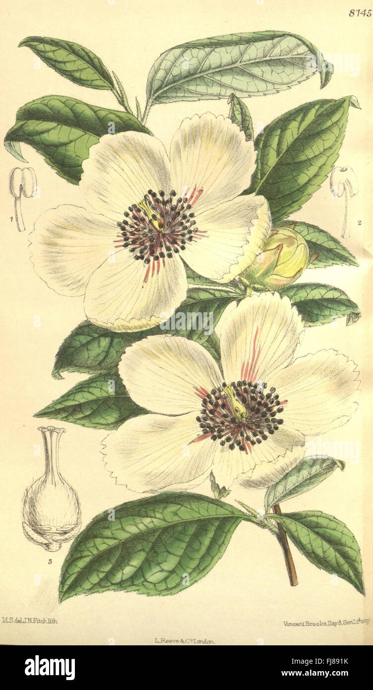 Botany, Missouri Botanical Garden, Peter H. Raven Library, Periodicals ...