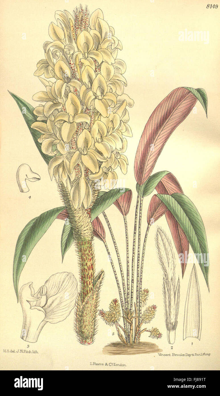 Botanical illustration botany periodicals pictorial works plants hi-res ...