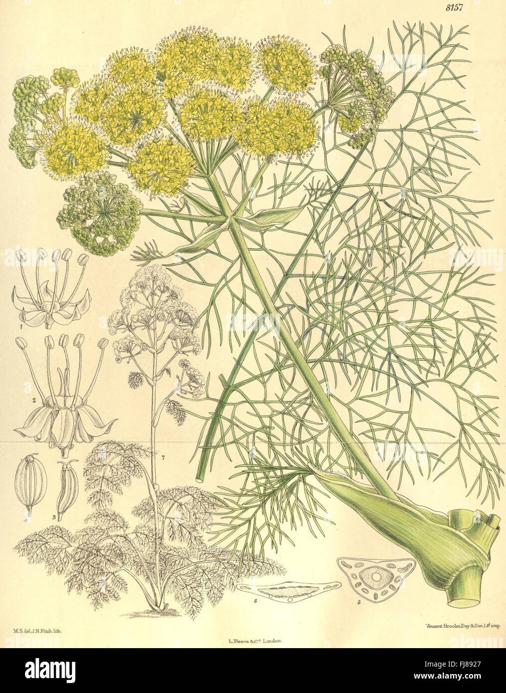 Curtis's botanical magazine (Tab. 8157 Stock Photo - Alamy