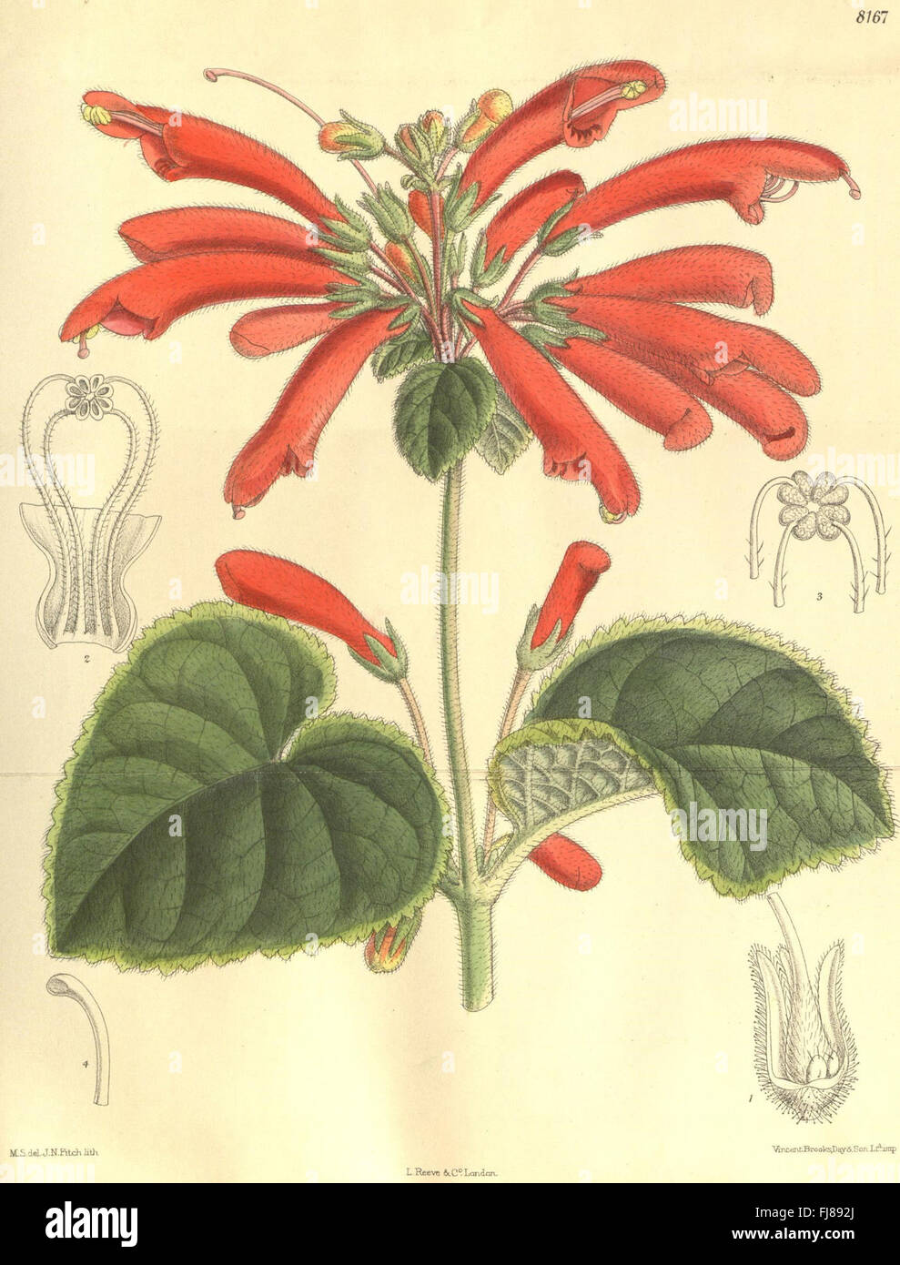 Curtis's botanical magazine (Tab. 8167 Stock Photo - Alamy