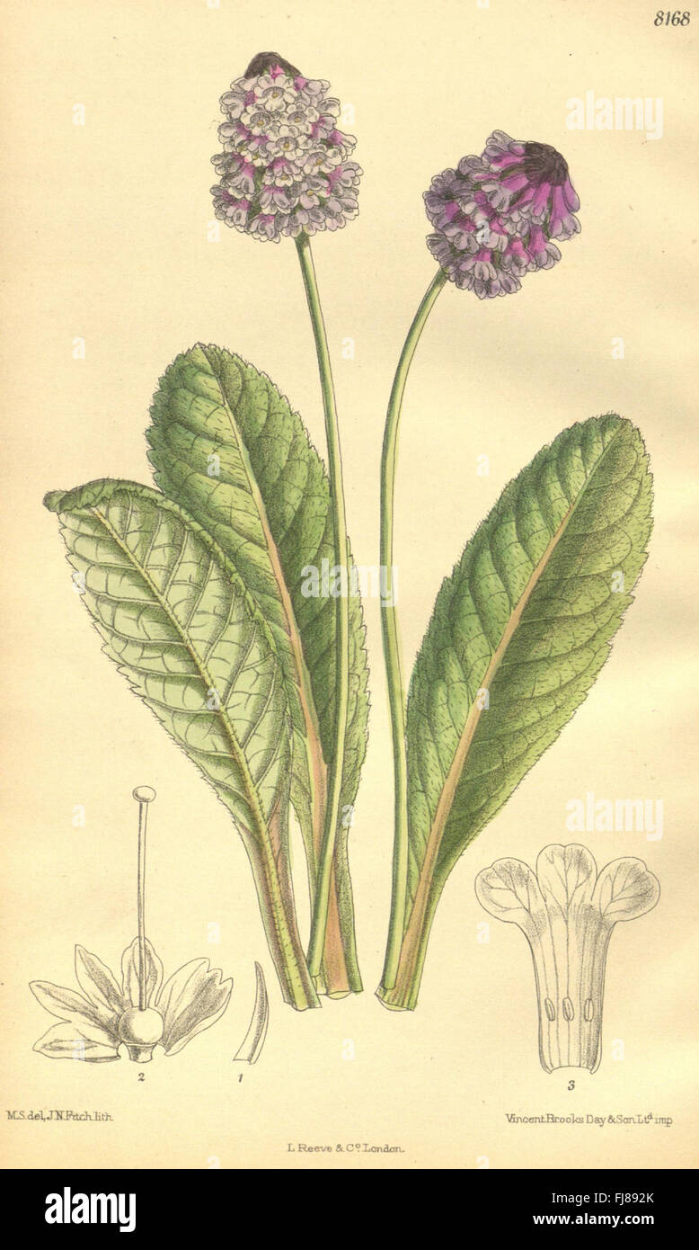 Curtis's botanical magazine (Tab. 8168), an illustration from Curtis's ...