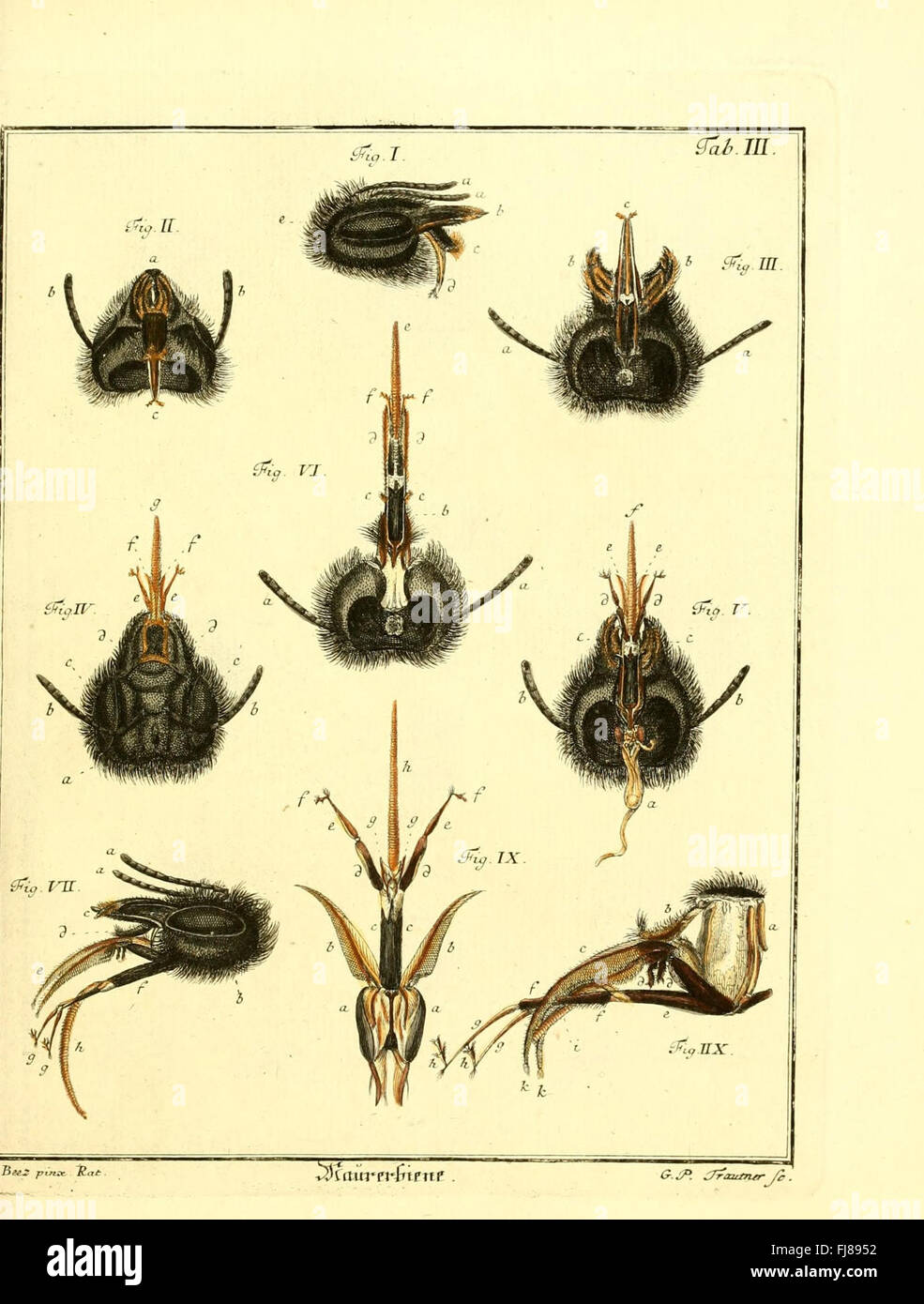 A work on insects by D. Jacob Christian Schæffer, with detailed ...