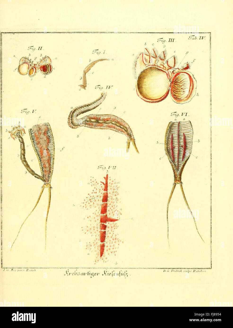 An entomological work by D. Jacob Christian Schaffer, focusing on the ...