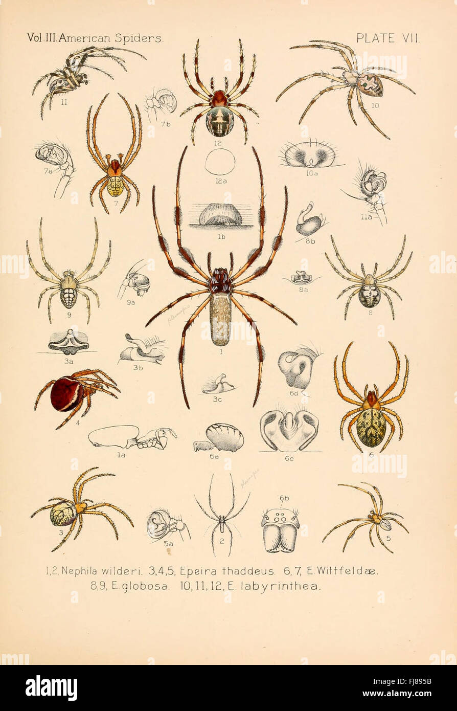 Spiders in ecosystems hi-res stock photography and images - Alamy