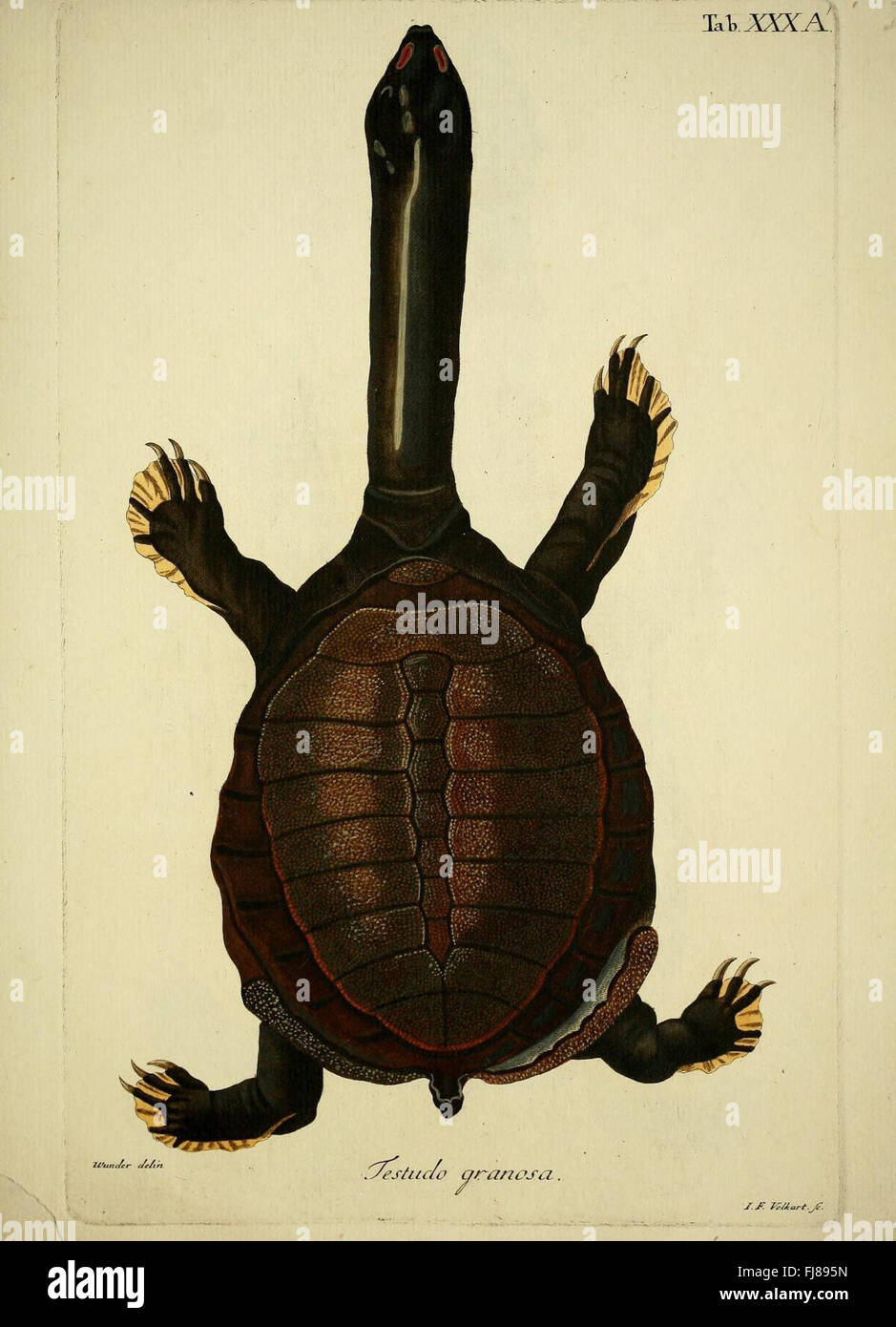 A detailed study by Johann David Schöpf on the natural history of ...