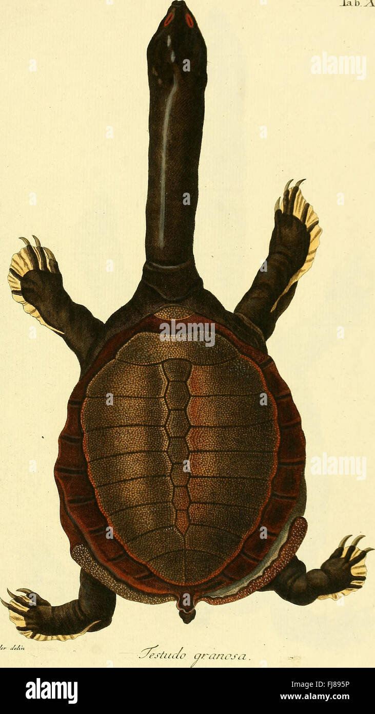 This work on turtle species, focusing on their anatomy, behavior, and ...