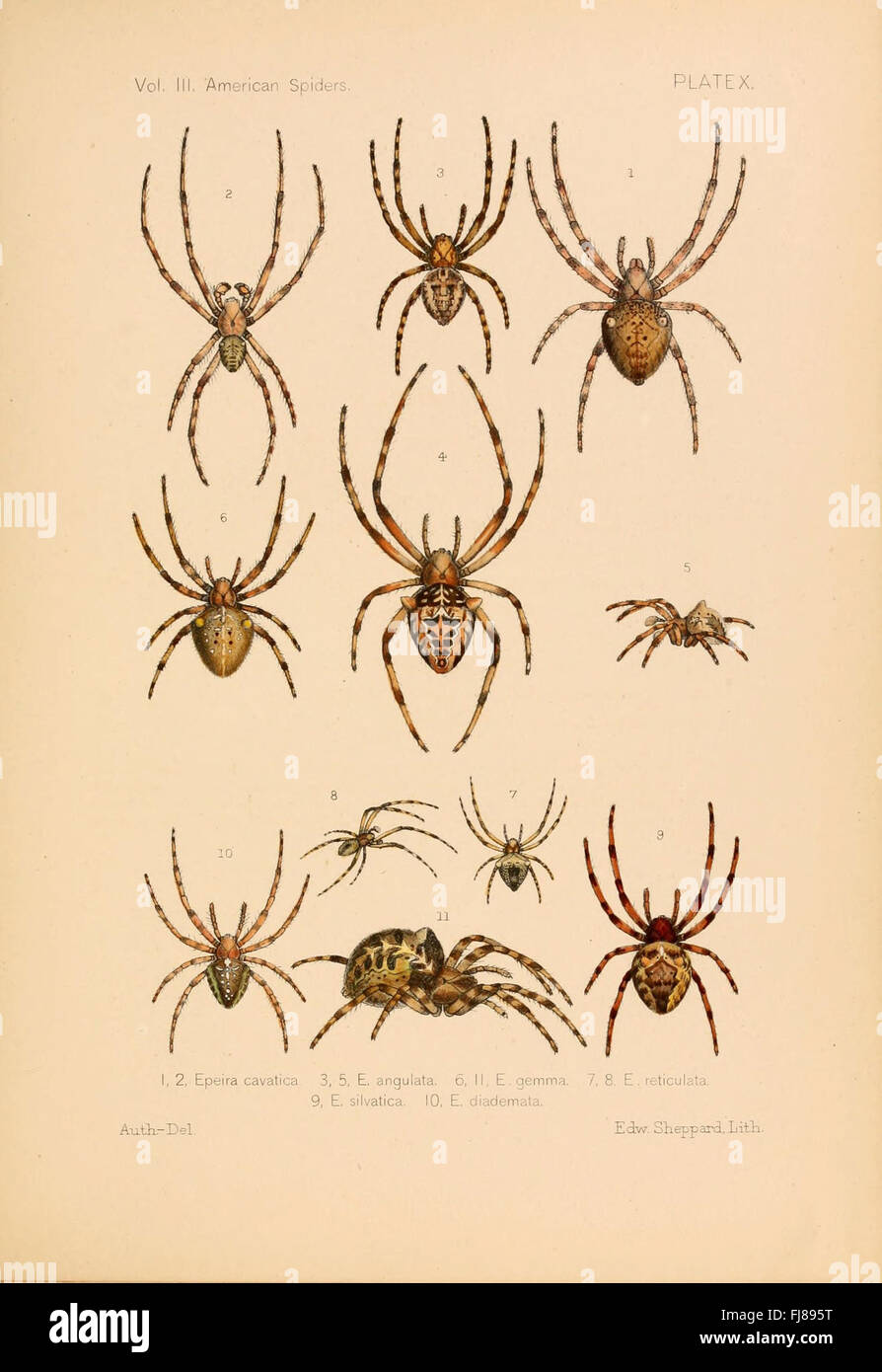 A study of American spiders, particularly focusing on their web ...