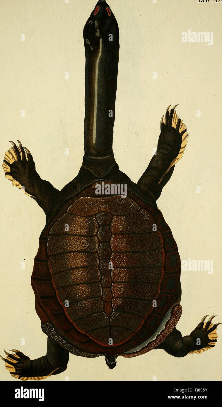 Various species of turtles hi-res stock photography and images - Alamy