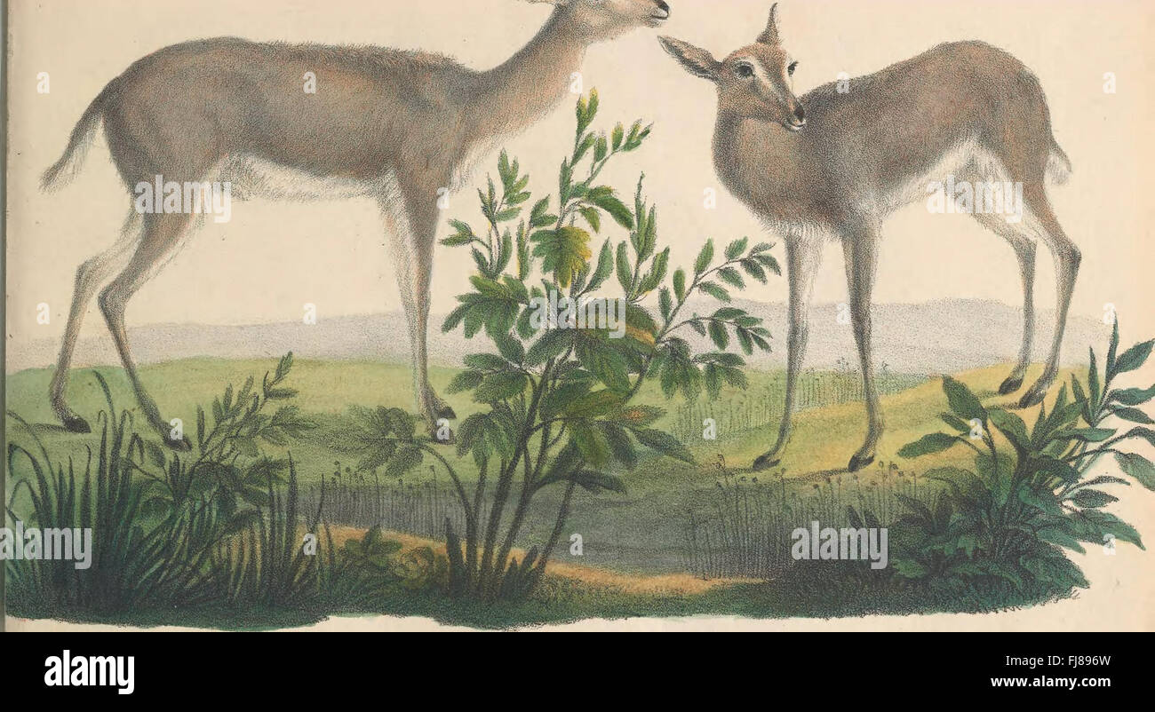 This series of color lithographs illustrates 65 lesser-known mammal ...