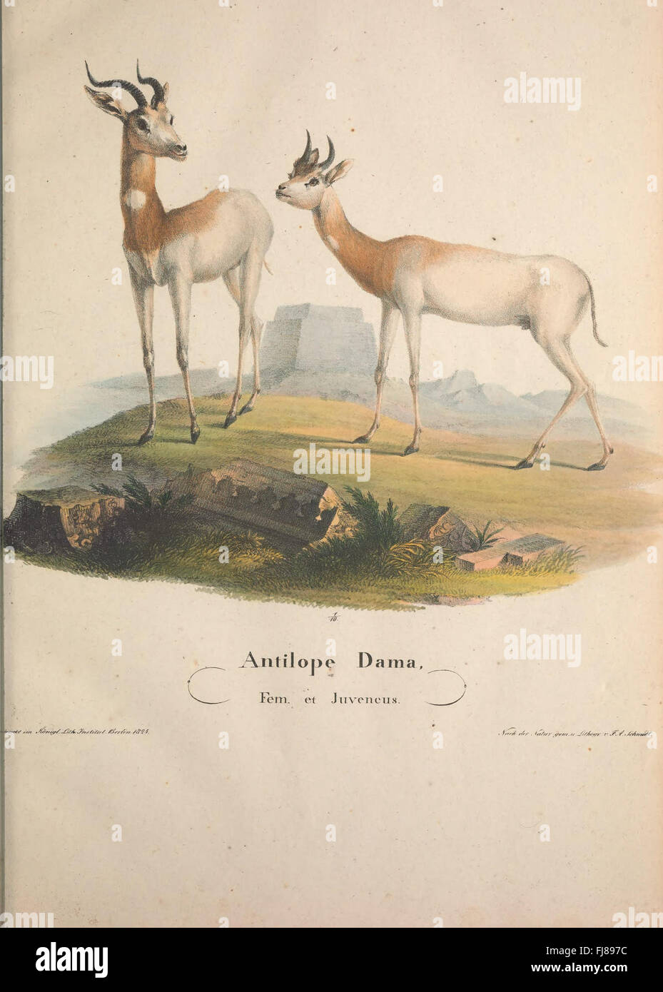 An illustrated work presenting newly discovered or lesser-known ...