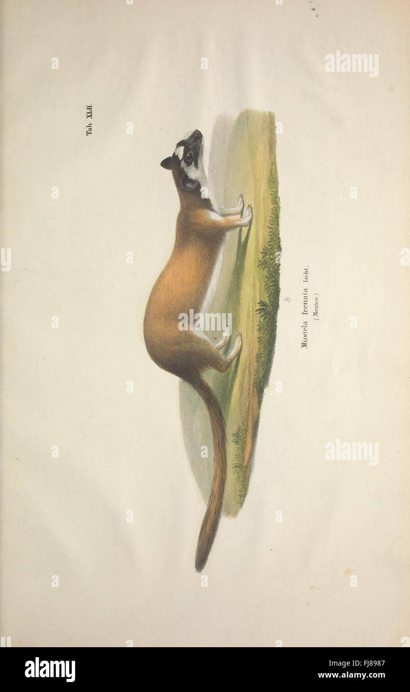 Illustrations and descriptions of 65 lesser-known mammal species, in 50 ...