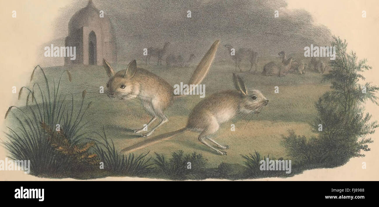 A work showcasing new or lesser-known mammals through illustrations and ...
