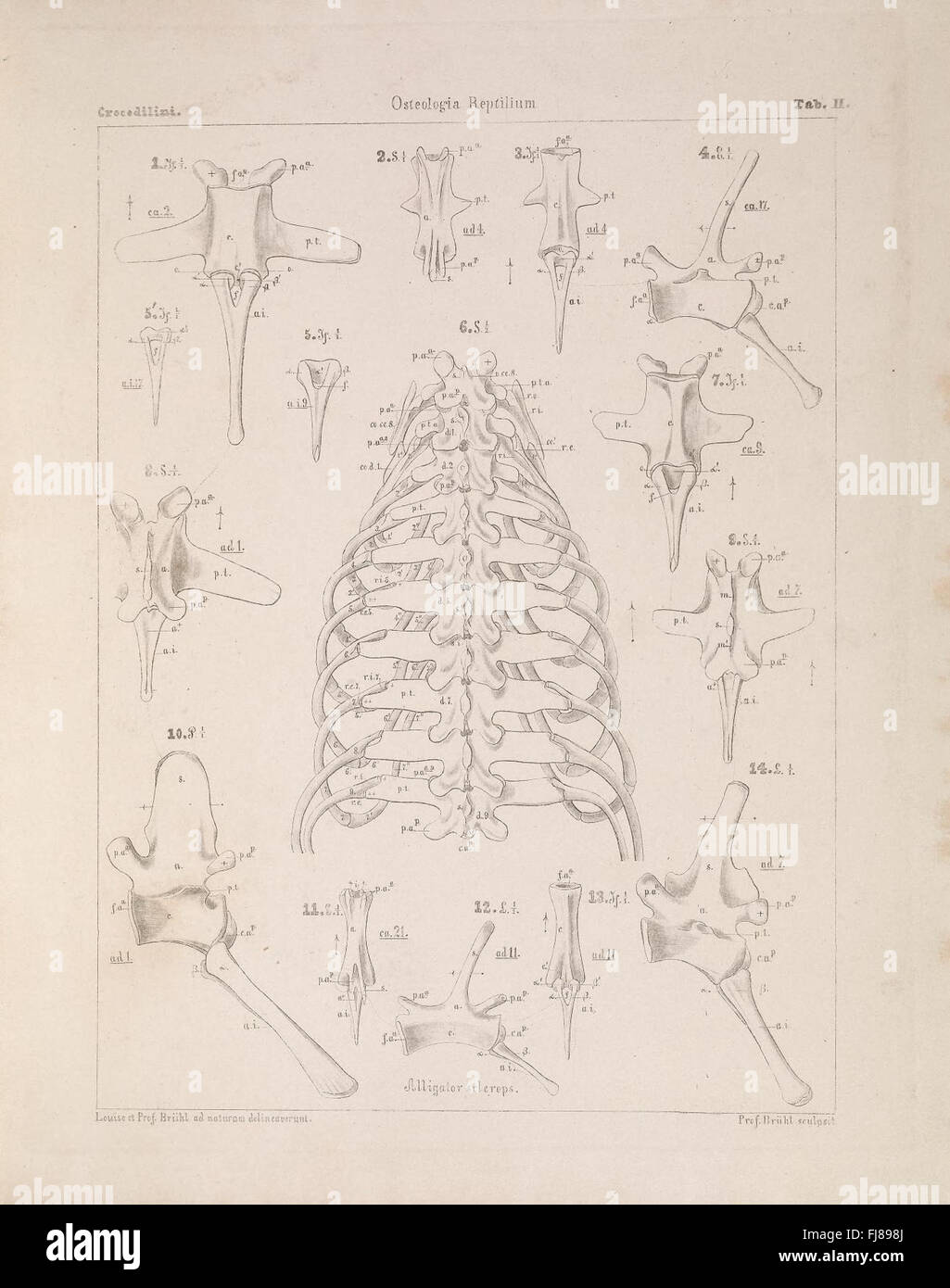 The Skeleton of Crocodilians - An anatomical study focusing on the ...
