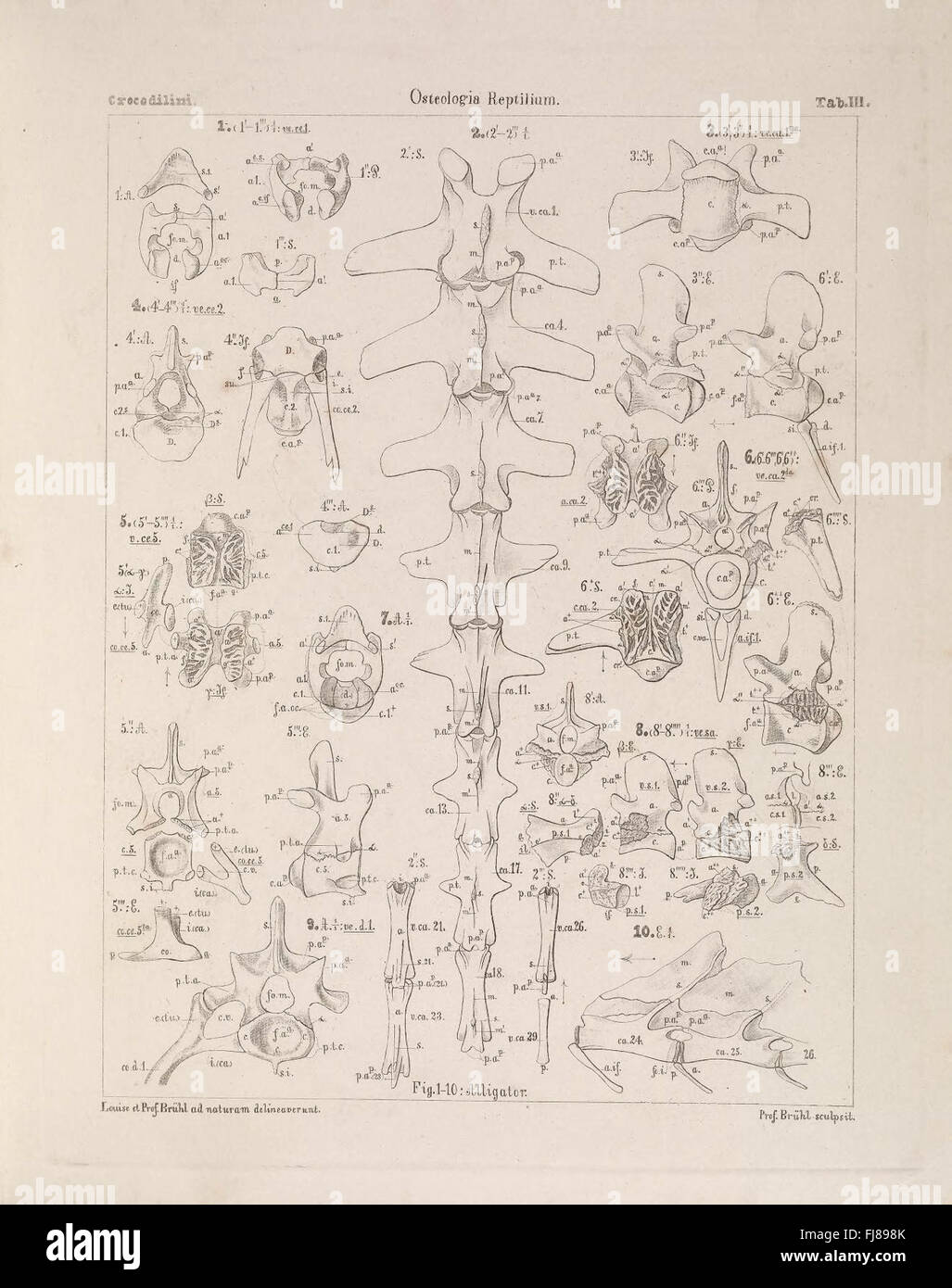 An anatomical study of the skeletons of crocodiles, focusing on the ...