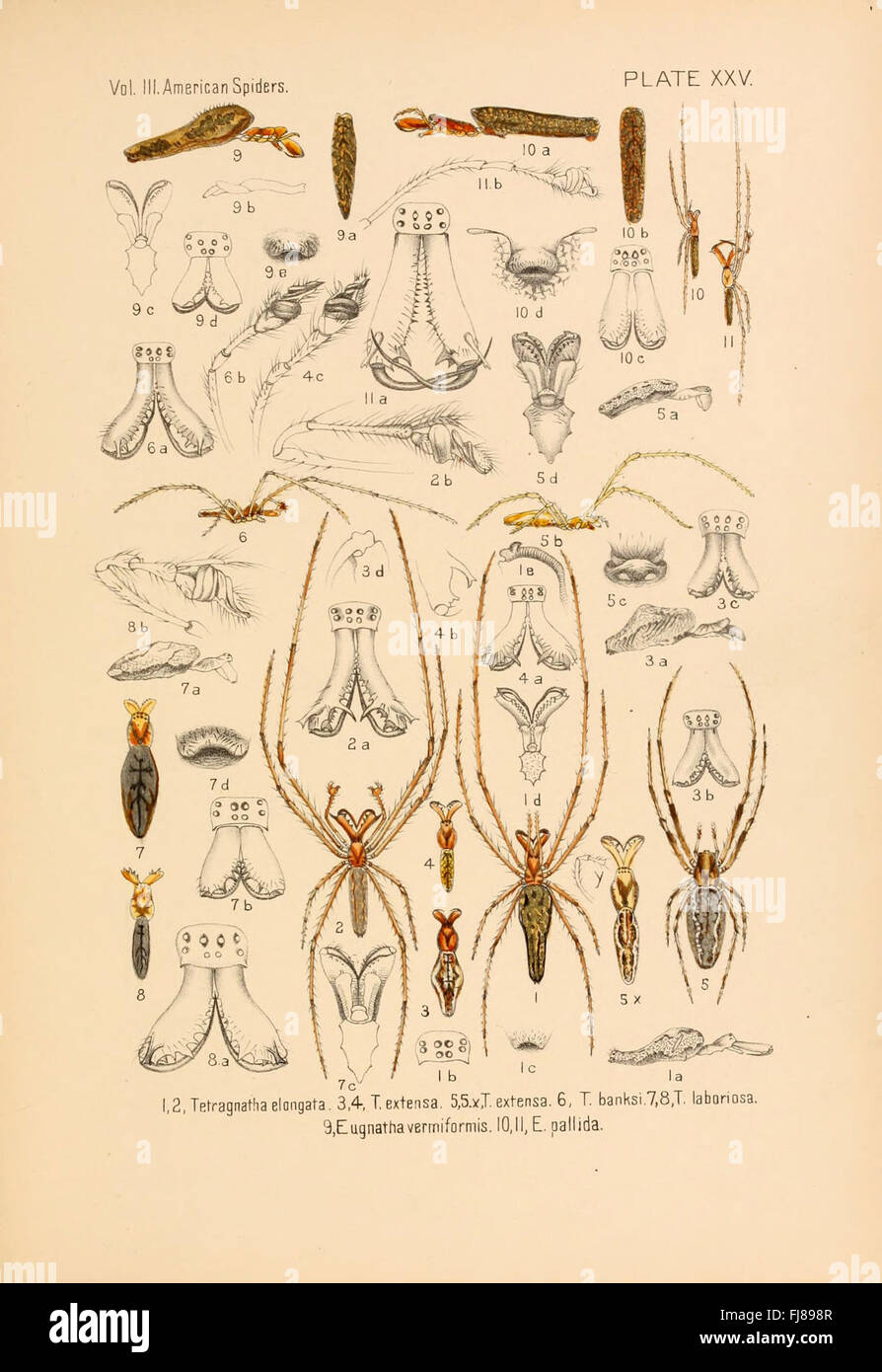 Comprehensive study on American spiders, detailing their web-spinning ...