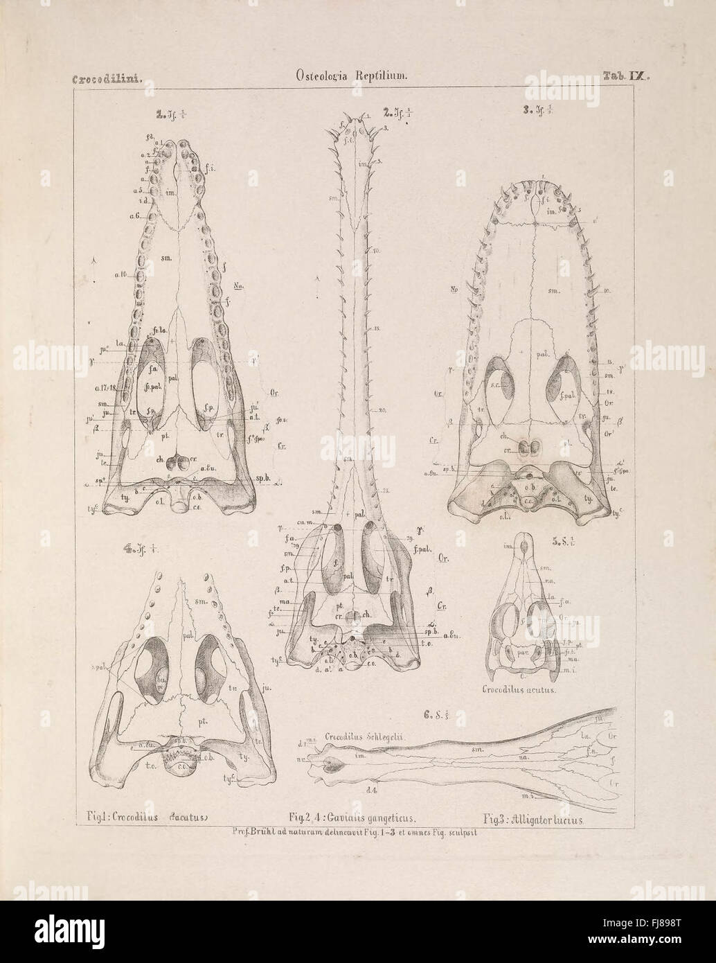An anatomical study of crocodiles, providing detailed illustrations and ...