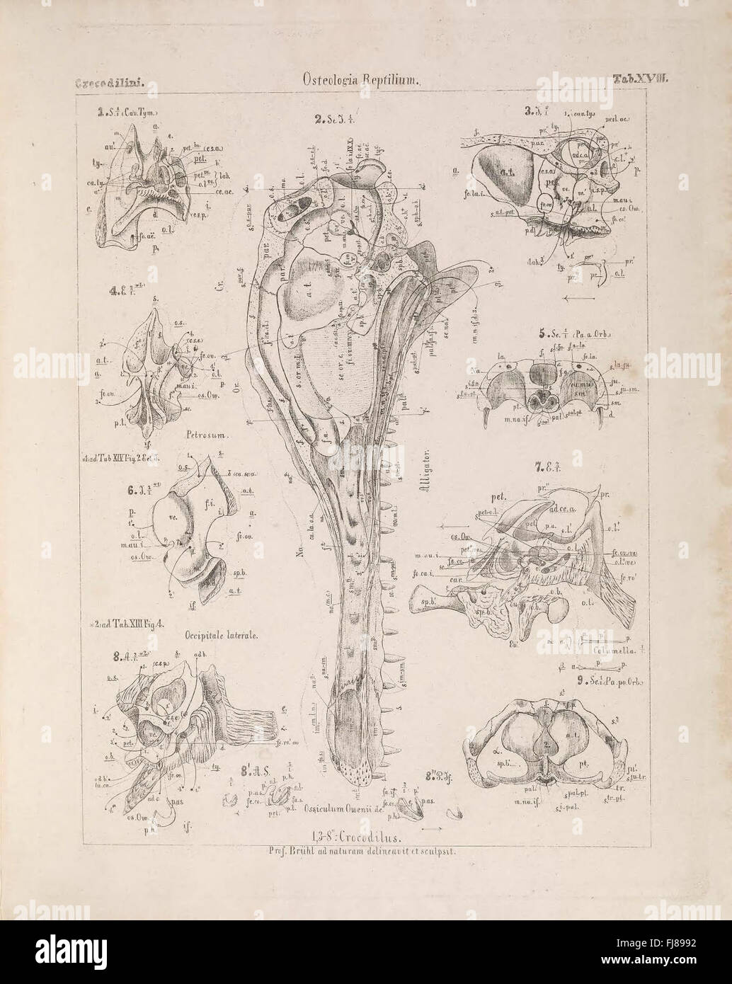 A scientific study on the skeletal structure of crocodiles, exploring ...