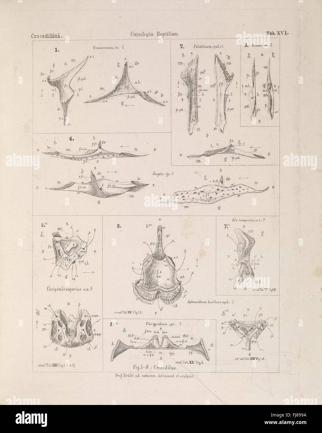 A detailed anatomical illustration of the skeleton of crocodilians ...