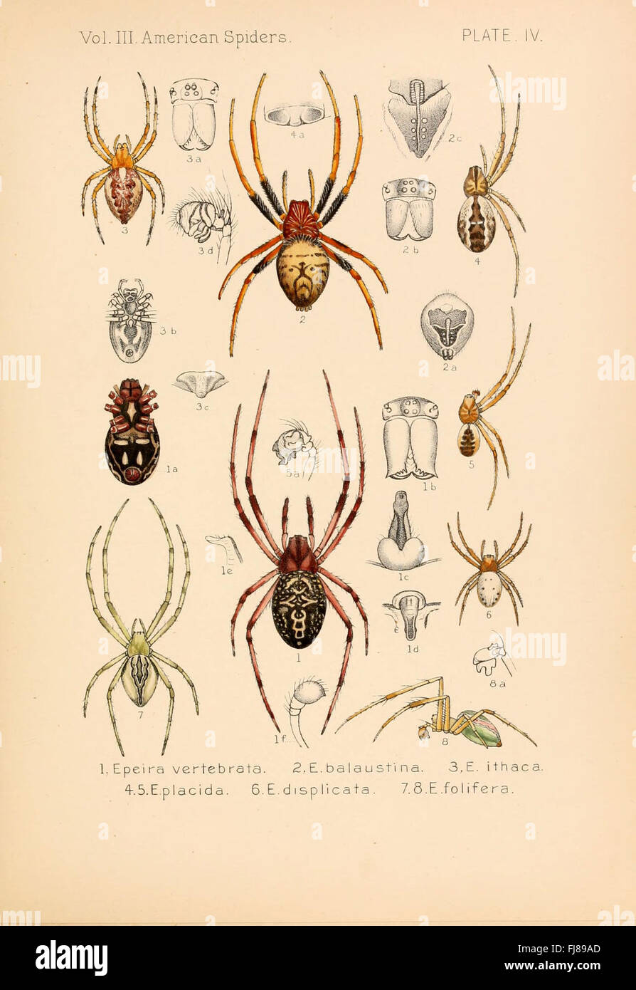 American spiders and their spinningwork - A detailed examination of ...