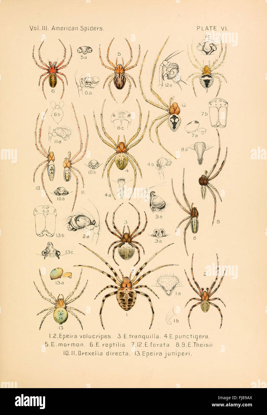 American spiders and their spinningwork, Spiders United States Stock ...