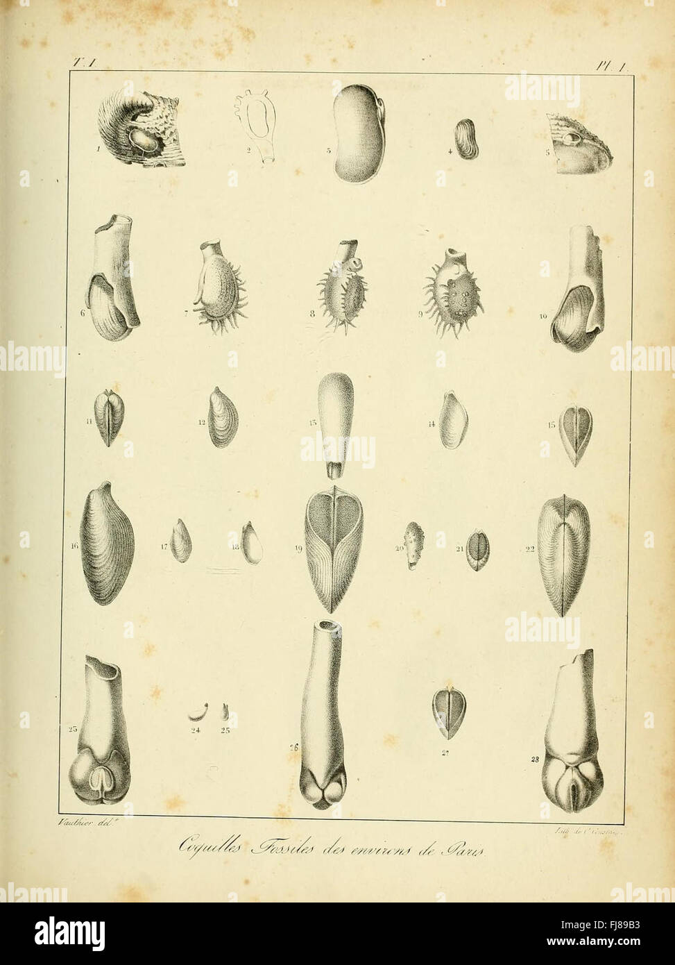 A paleontological description of fossil shells from the Paris Basin ...