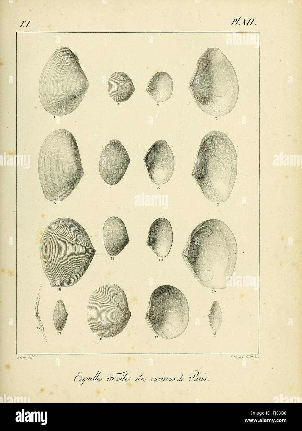 Description des Coquilles Fossiles des Environs de Paris, Bivalves ...