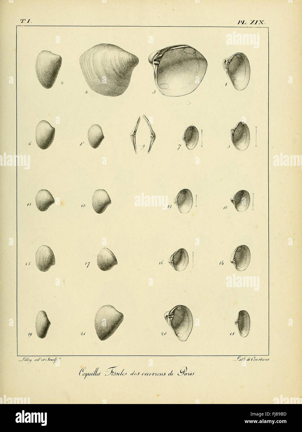 Bivalve classification hi-res stock photography and images - Alamy