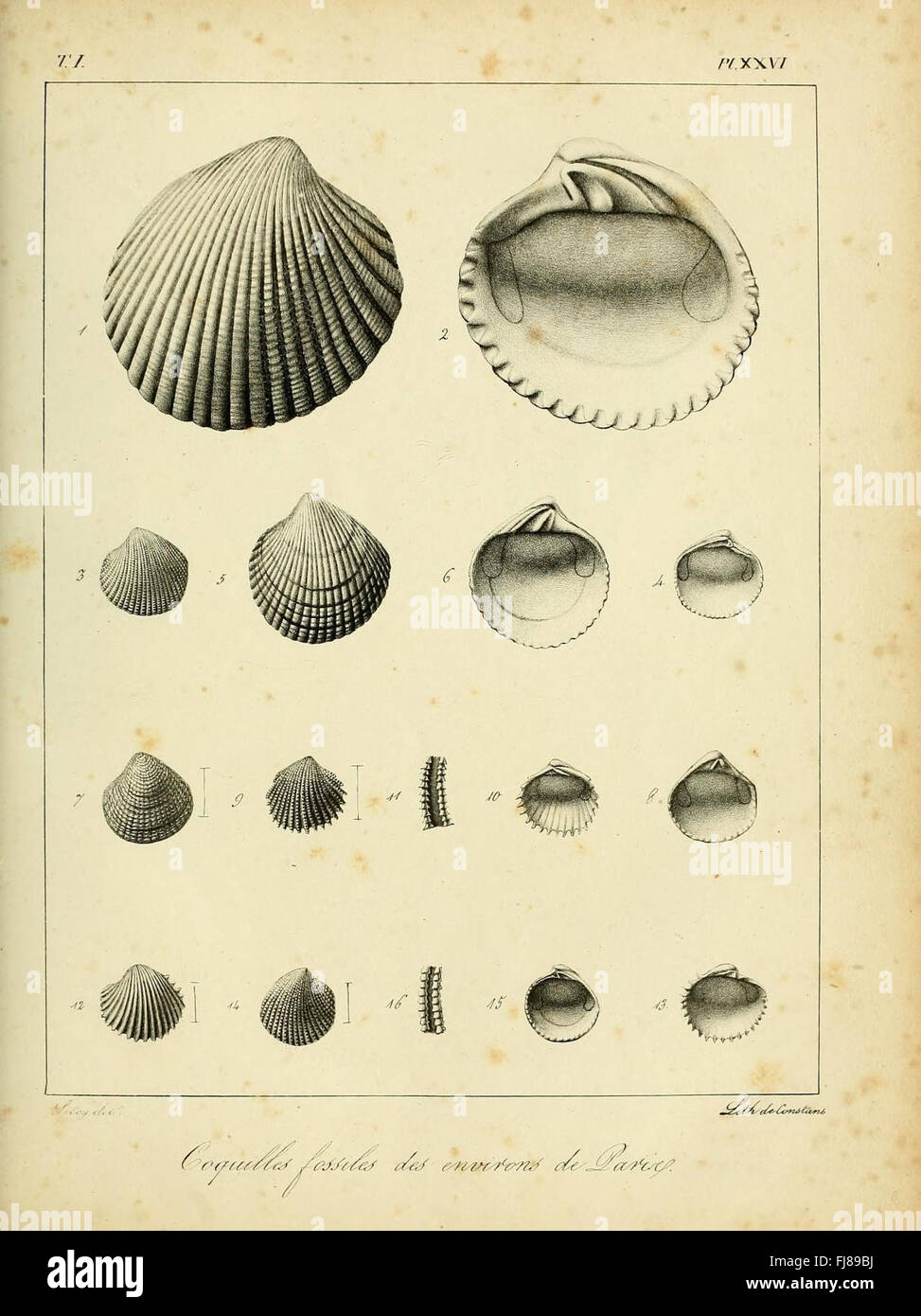 Fossil paleontology paris basin hi-res stock photography and images - Alamy