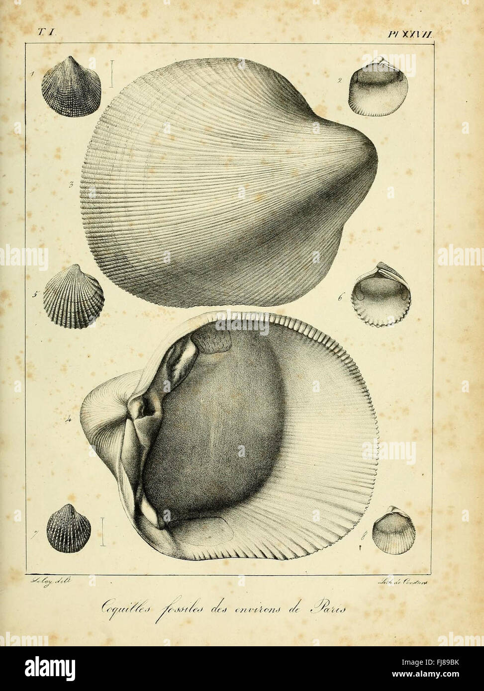 Description of Fossil Shells from the Paris Basin, documenting bivalve ...