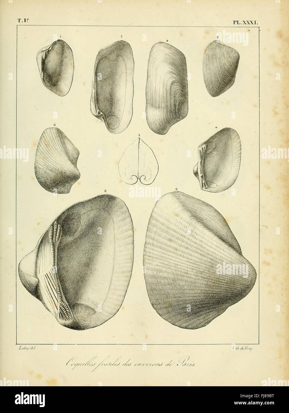 Fossils from paris hi-res stock photography and images - Alamy