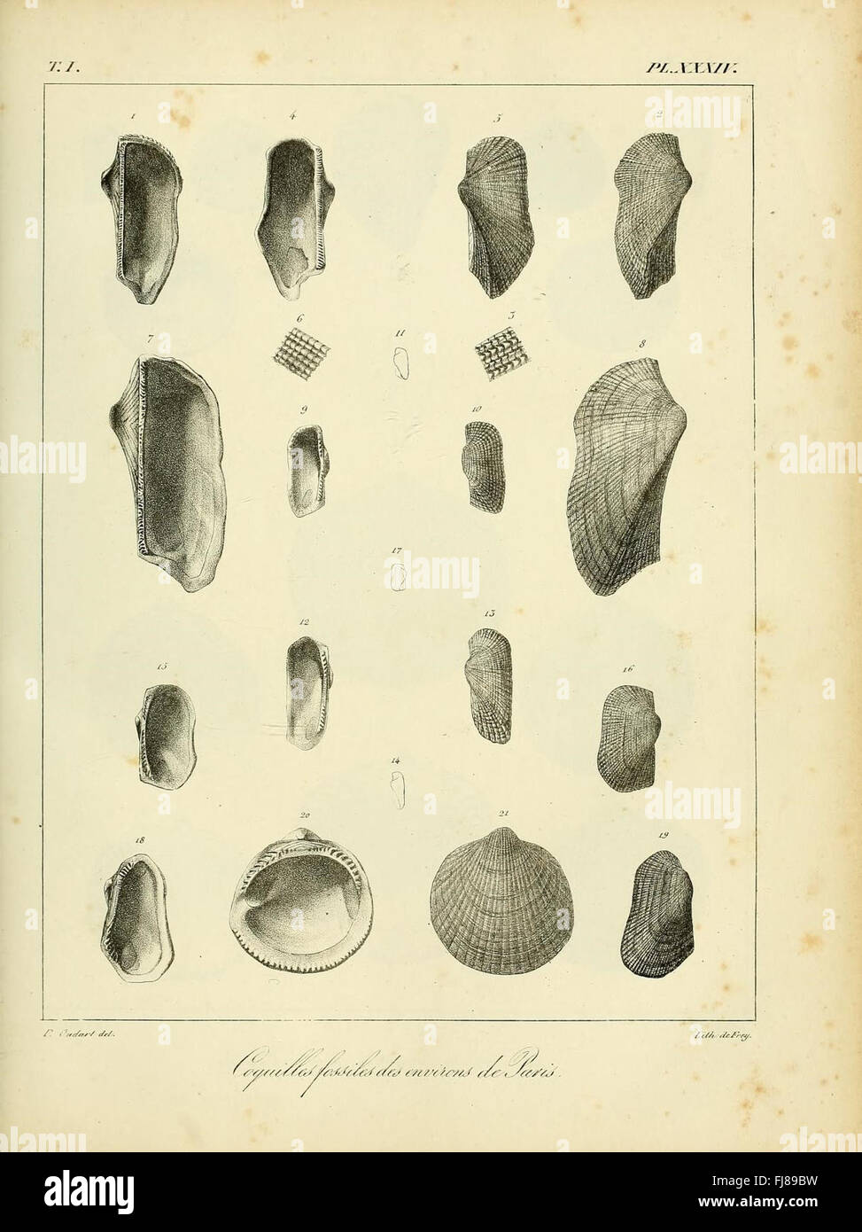 A detailed description of fossil shells from the Paris Basin, focusing ...
