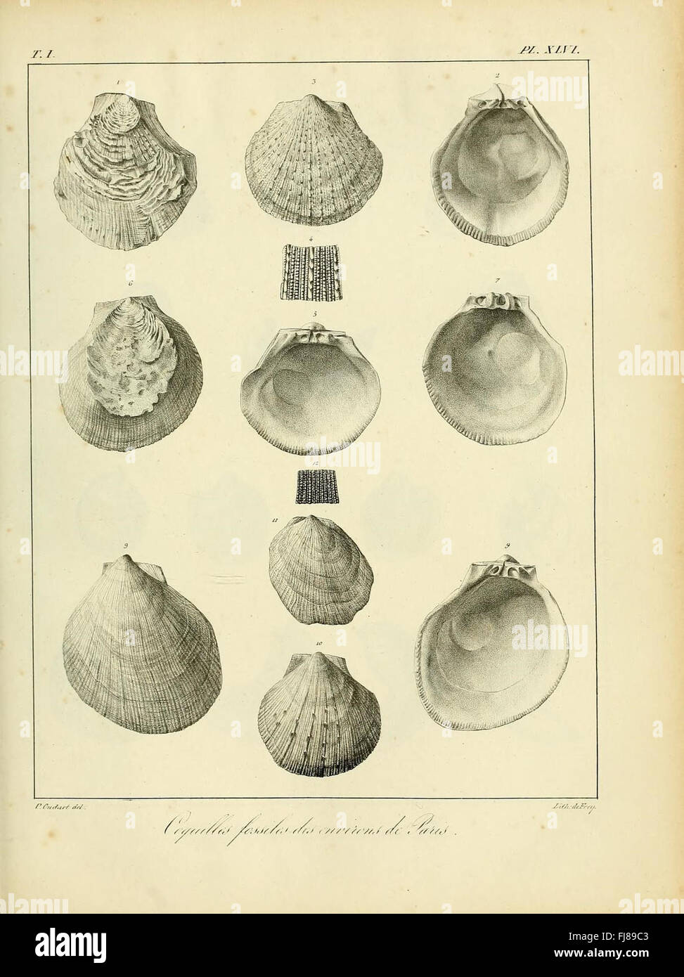 A detailed description and illustration of fossilized bivalve shells ...