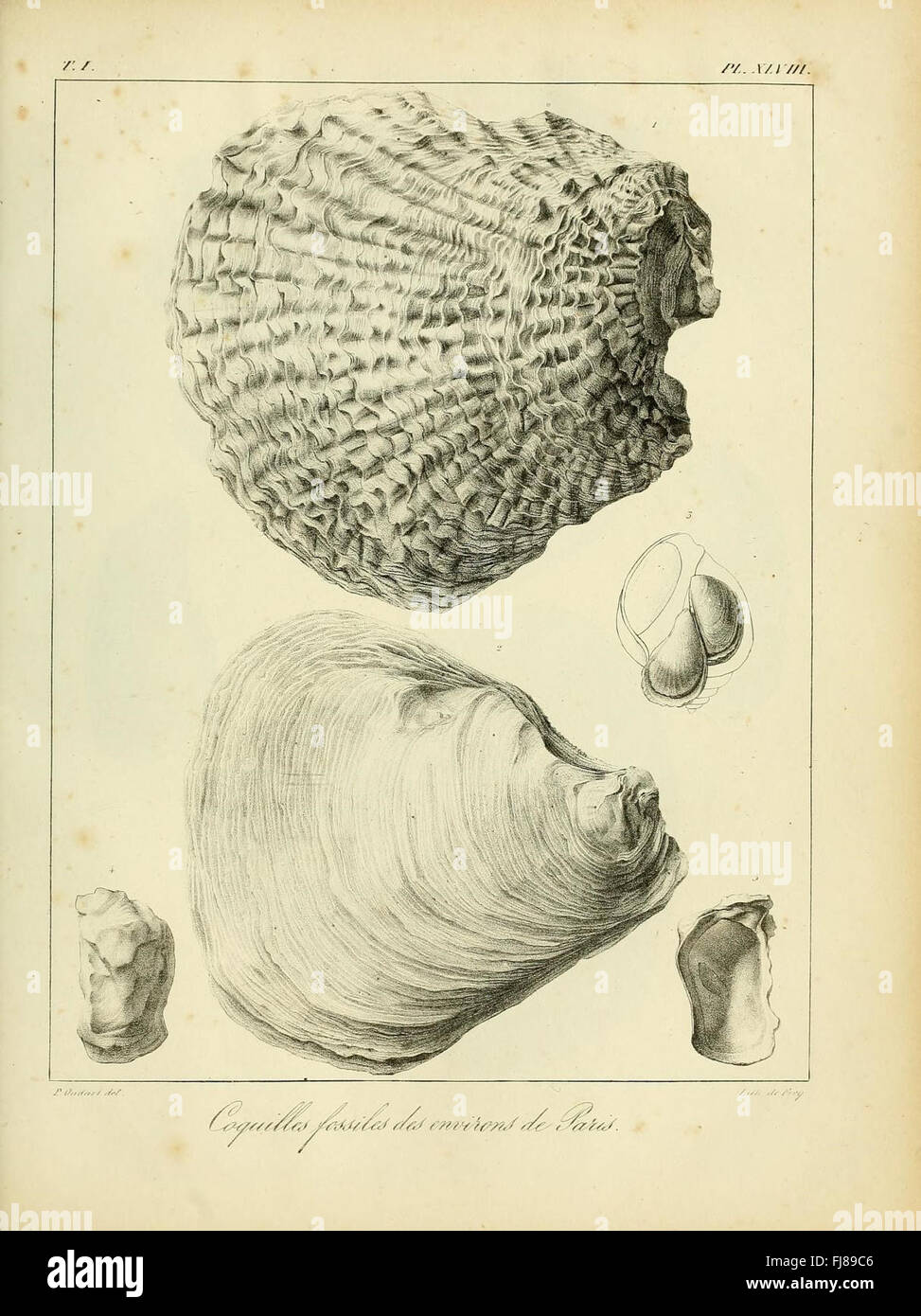 Description of Fossil Shells from the Paris Region - An in-depth ...