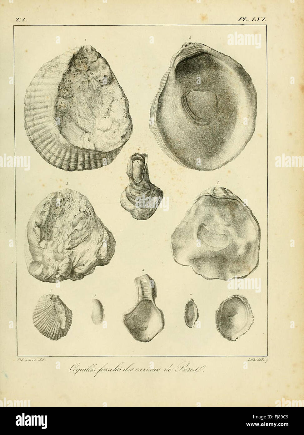 Description des coquilles fossiles des environs de Paris ,Bivalves ...
