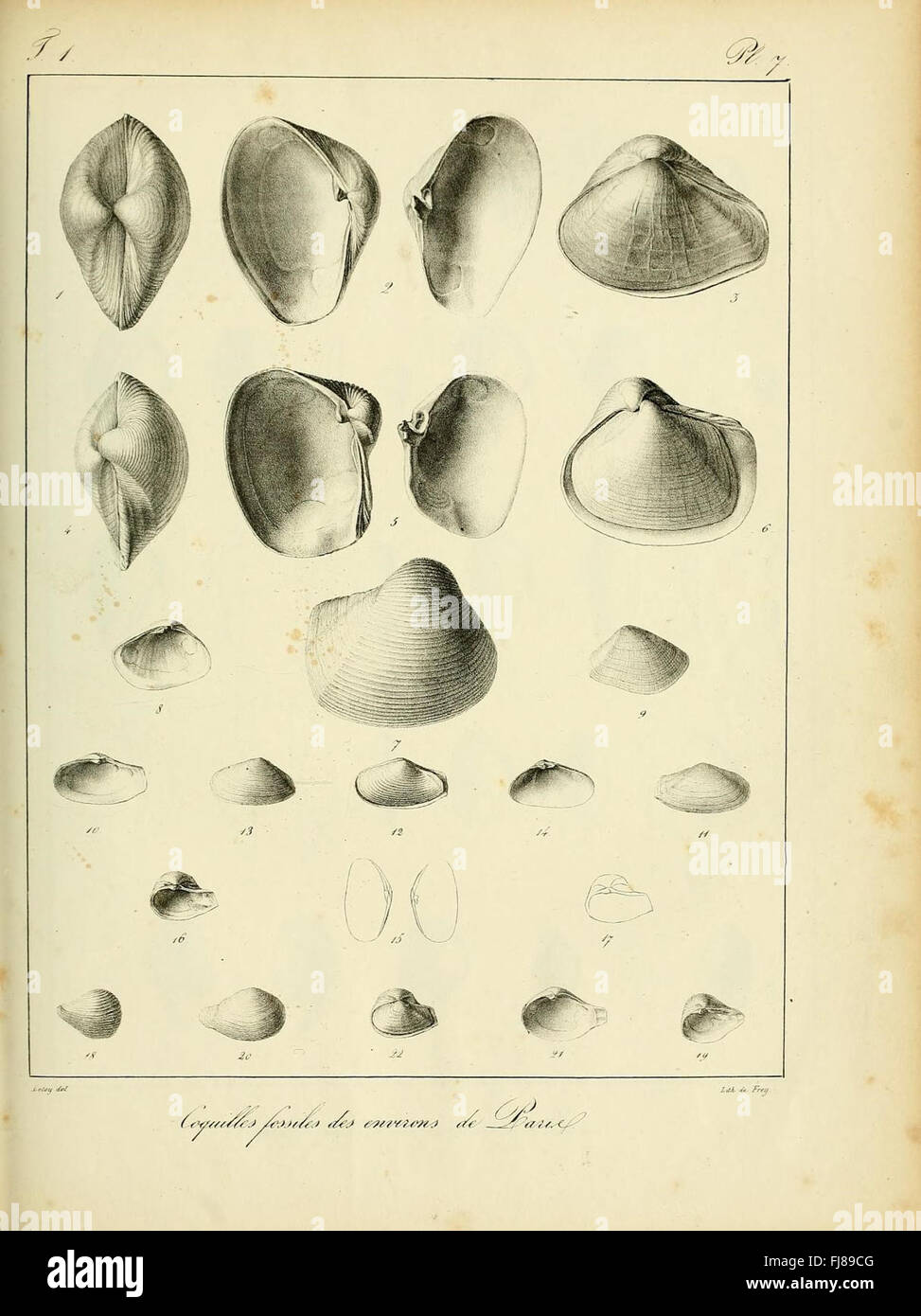A detailed description of fossil shells found around Paris, focusing on ...