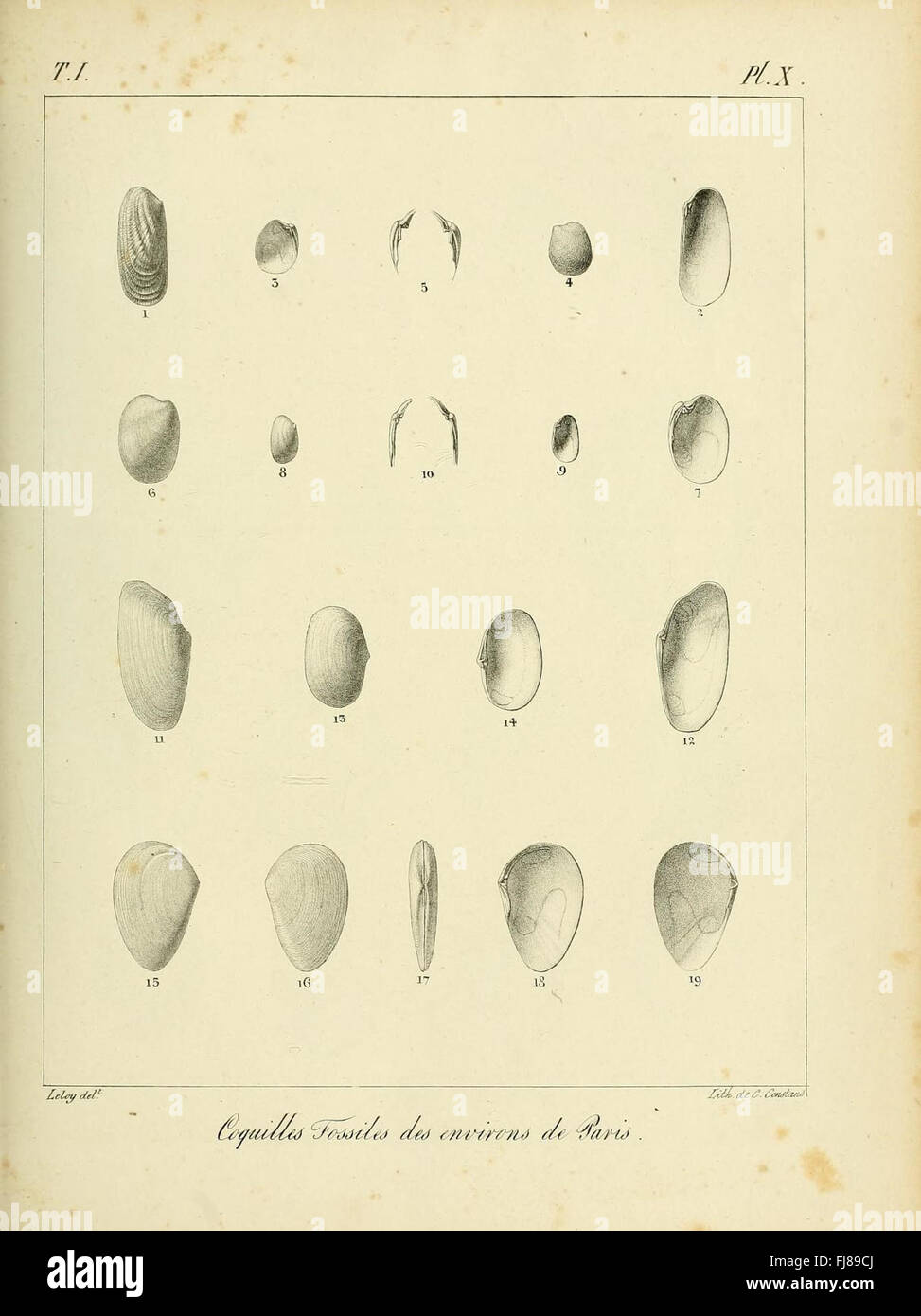 A description of fossil shells found in the Paris Basin, detailing ...
