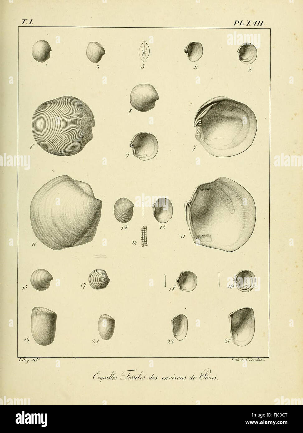 Fossil shells catalog hi-res stock photography and images - Alamy