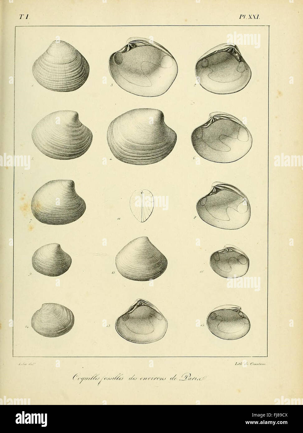 A detailed description of fossil shells from the Paris Basin, with a ...