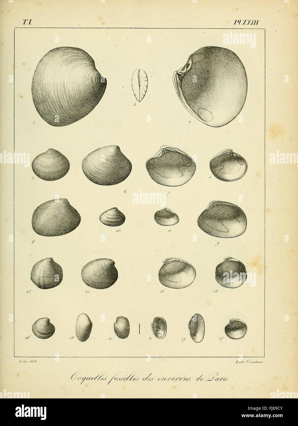 A detailed work describing fossil shells found in the Paris Basin ...