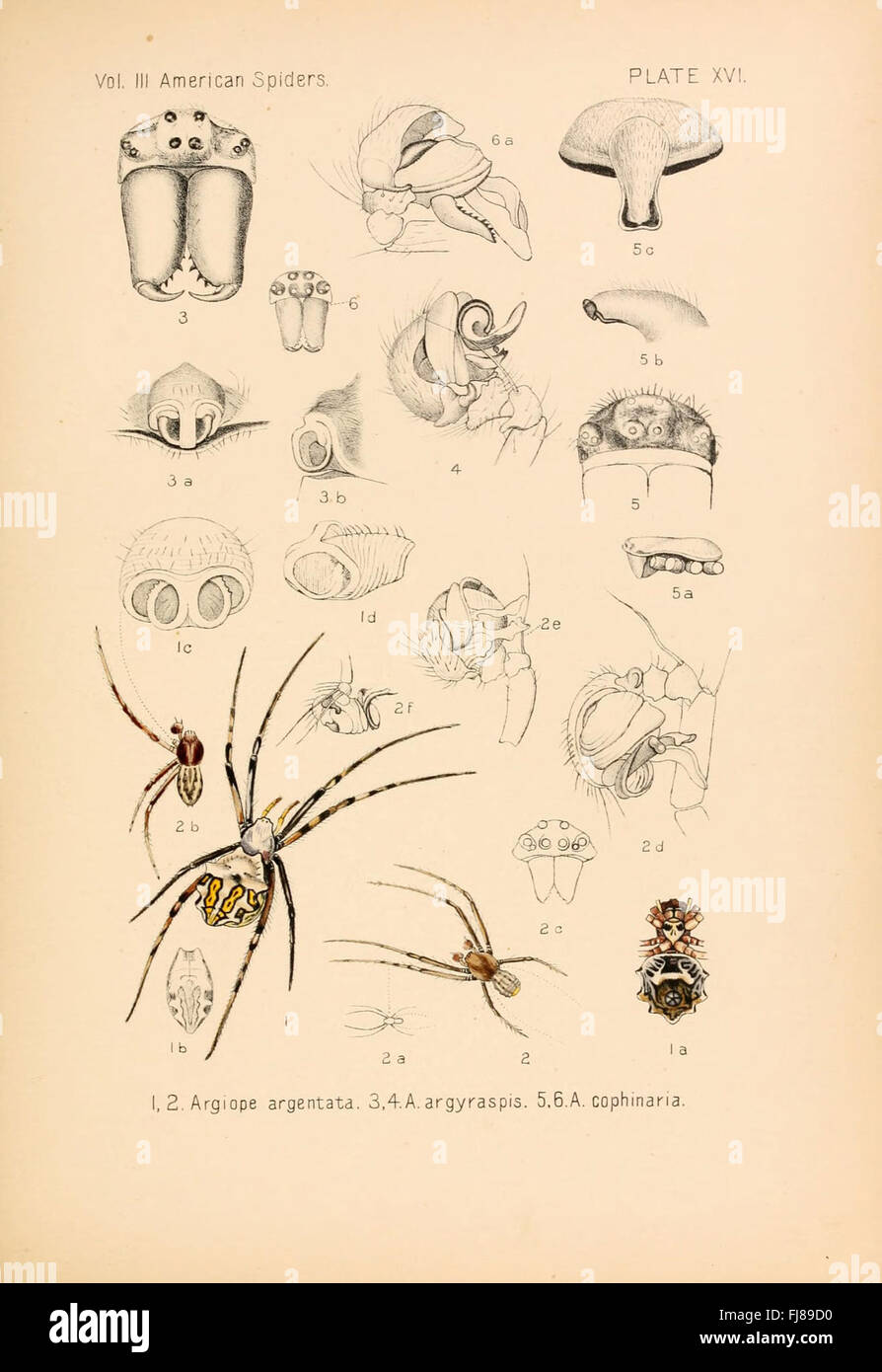 A detailed study of American spiders and their web-building behavior ...