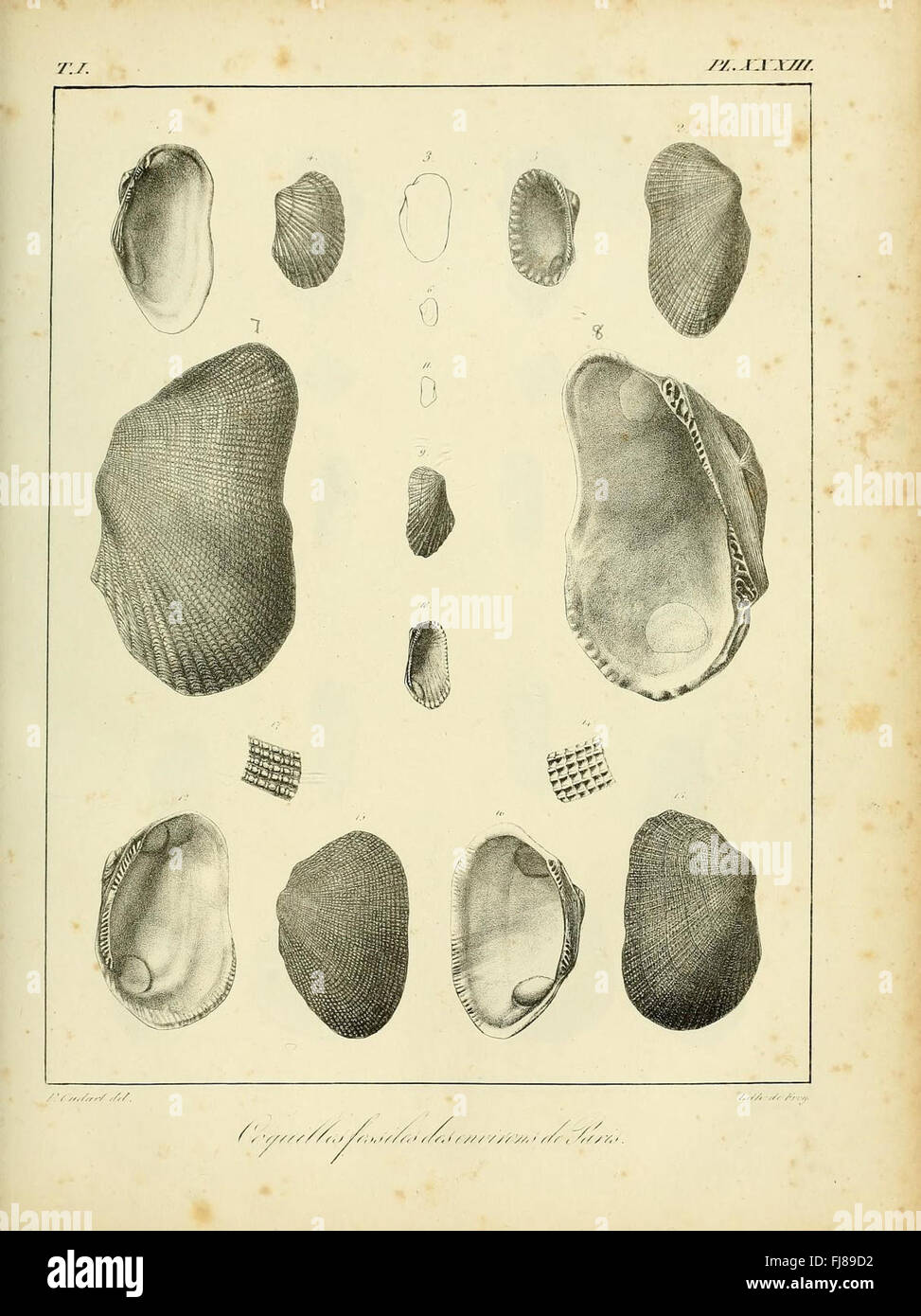 Description of Fossil Shells from the Paris Region Stock Photo - Alamy