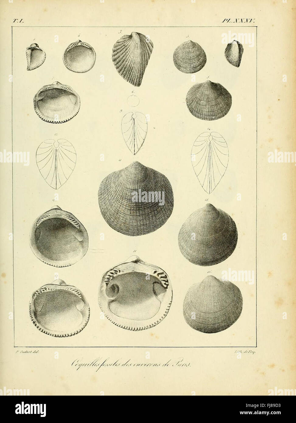 Fossil paleontology paris basin hi-res stock photography and images - Alamy