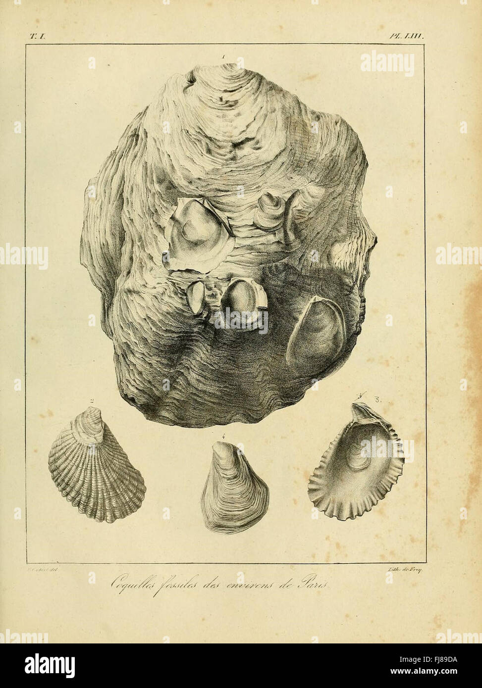 A description of fossil shells found in the Paris Basin, focusing on ...