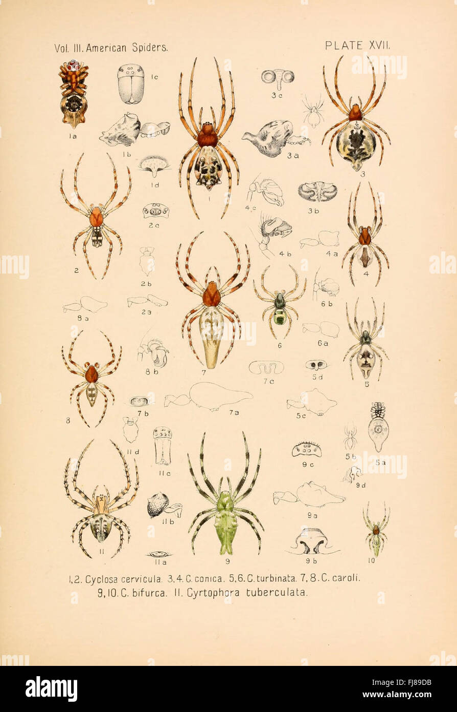 American spiders and their spinningwork Stock Photo - Alamy