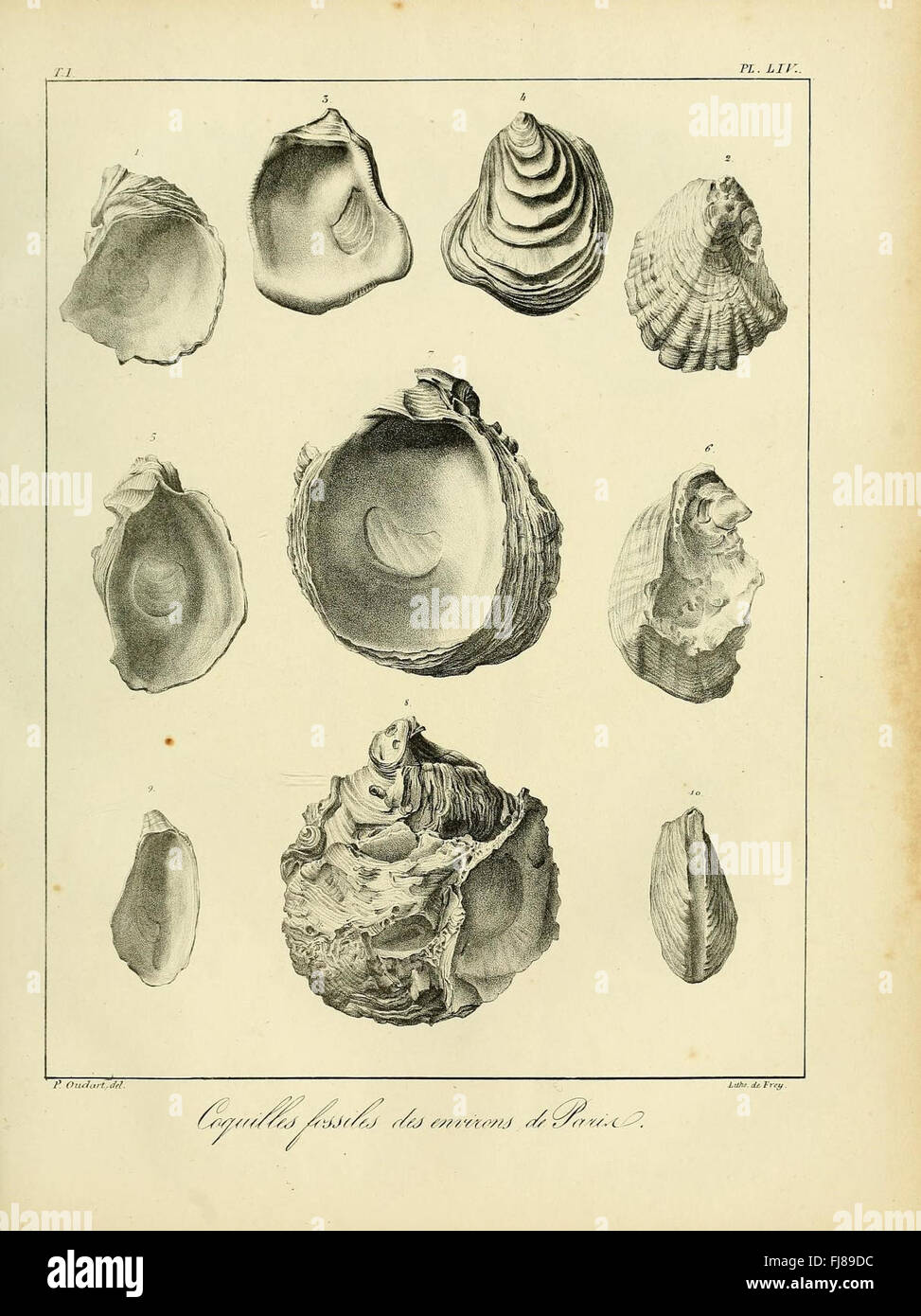 A detailed study of fossil shells found in the Paris region, with a ...