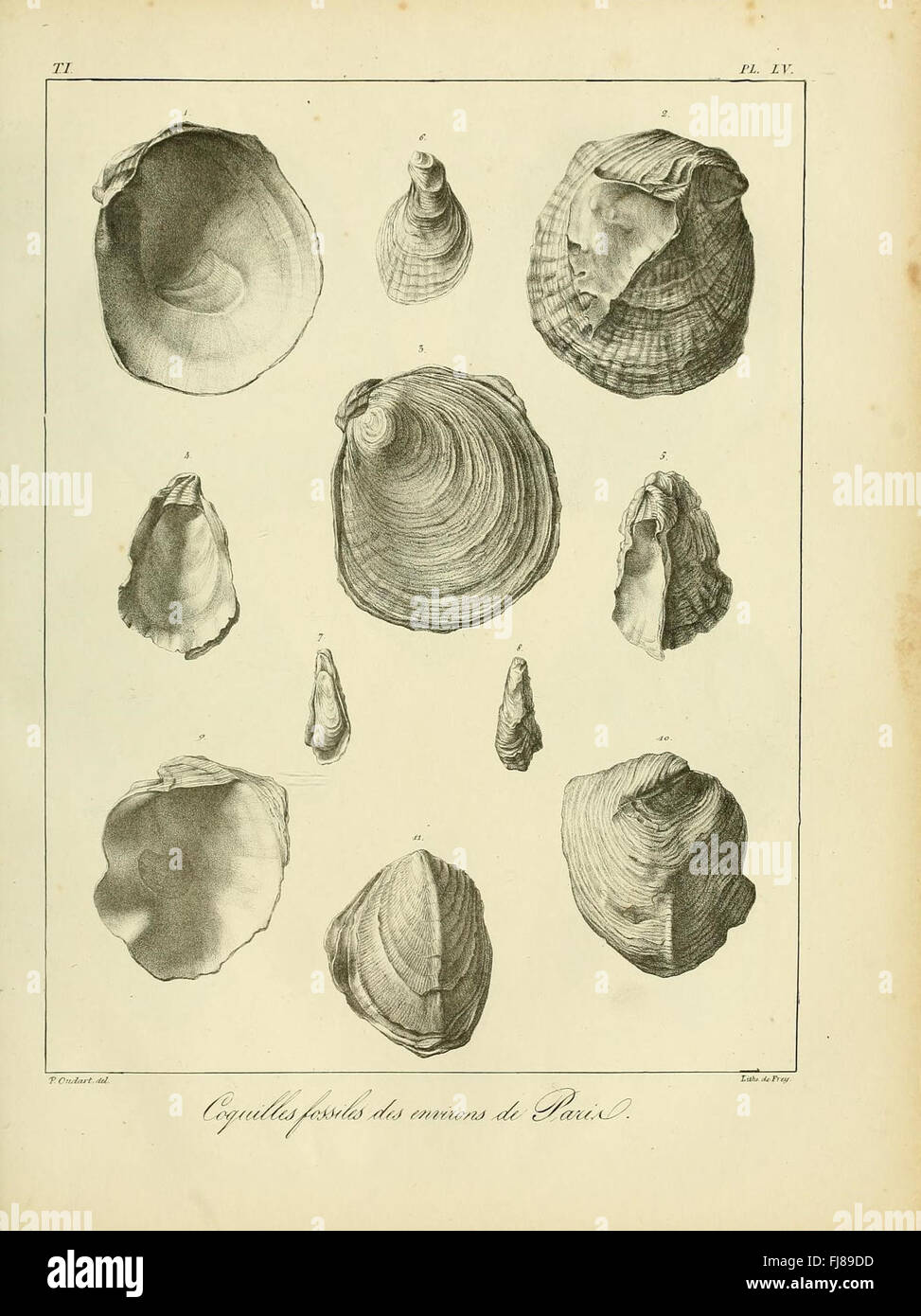 Fossils from paris hi-res stock photography and images - Alamy