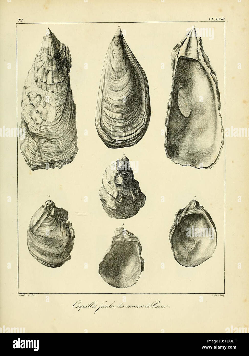 Description of Fossil Shells from the Paris Region Stock Photo - Alamy