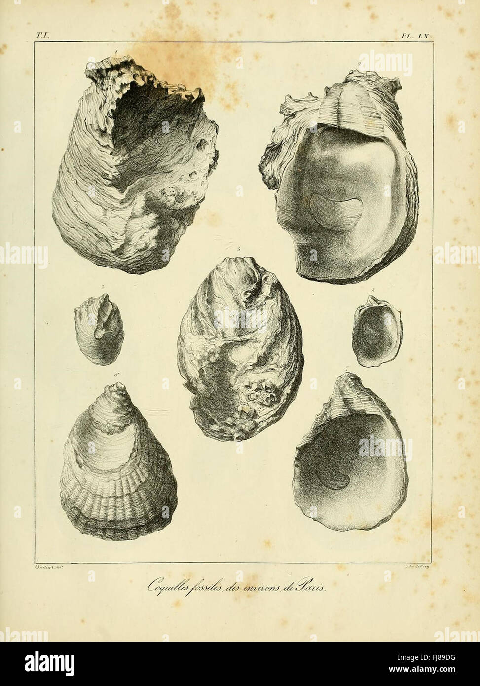 A detailed description of the fossil shells from the Paris Basin ...